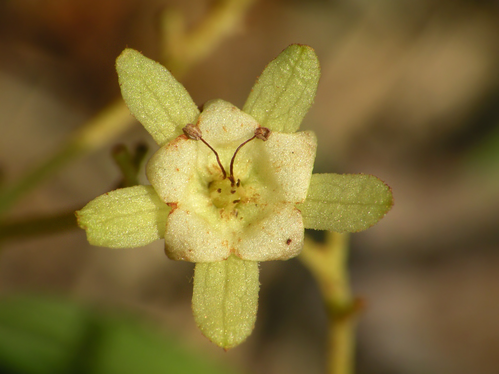 Uruguay's wildlife & Natural sanctuaries - Santuarios naturales & flora ...
