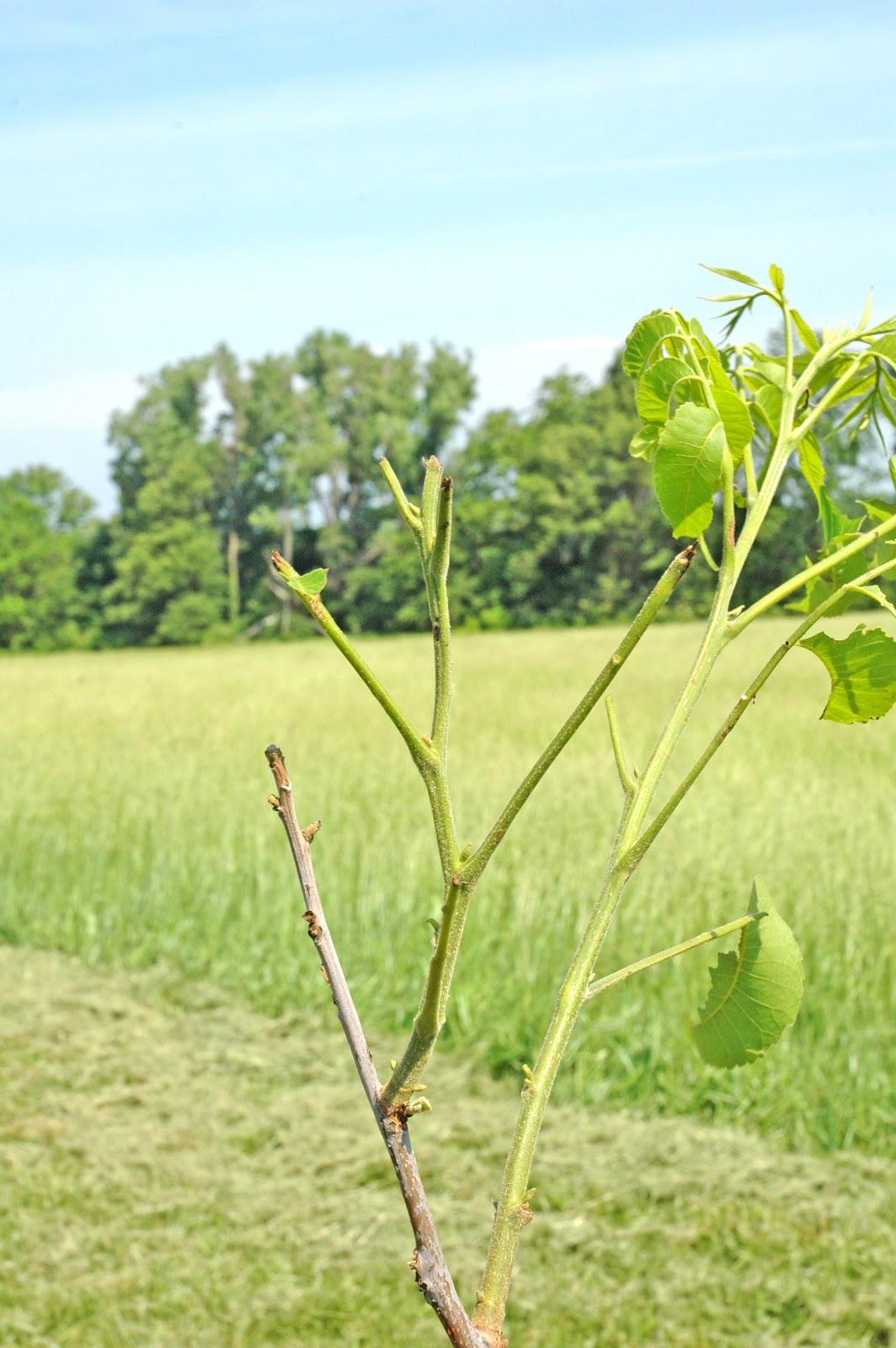 Bugs In Pecan Trees