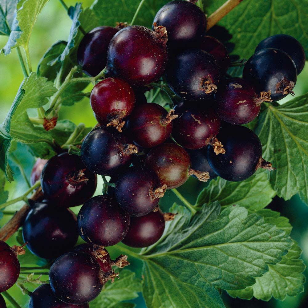 Blackcurrant Fruit - Natural Beauty
