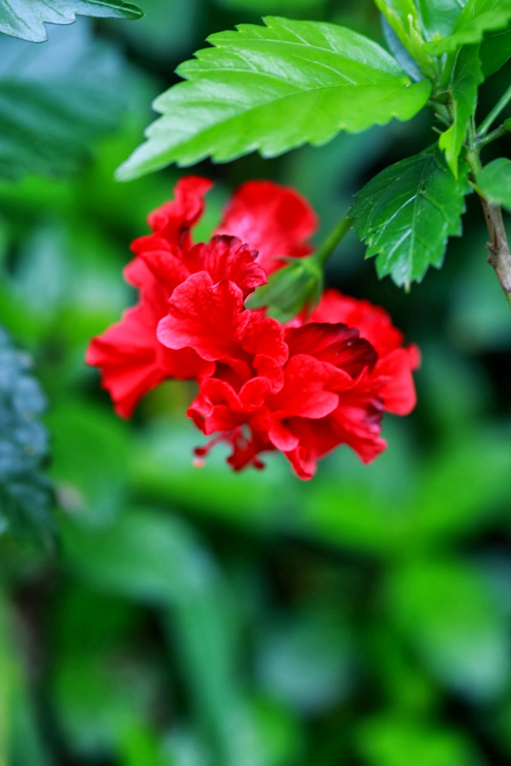 Pondok Rasamala : Tanaman bunga di halaman