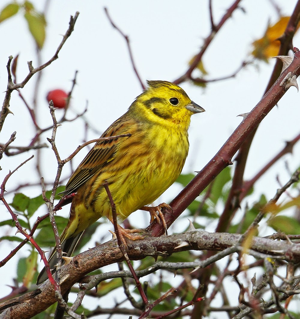 CAMBRIDGESHIRE BIRD CLUB GALLERY: Yellowhammer