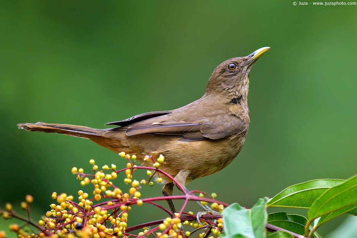 Bellas Aves de El Salvador: Turdus grayi (chonte o senzontle) Residente