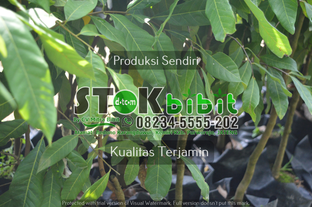 Ki hujan atau Trembesi pohon trembesi kecil - bibit mangga agrimania