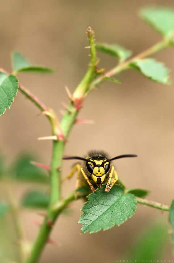 Atrej photography: osa obyčajná