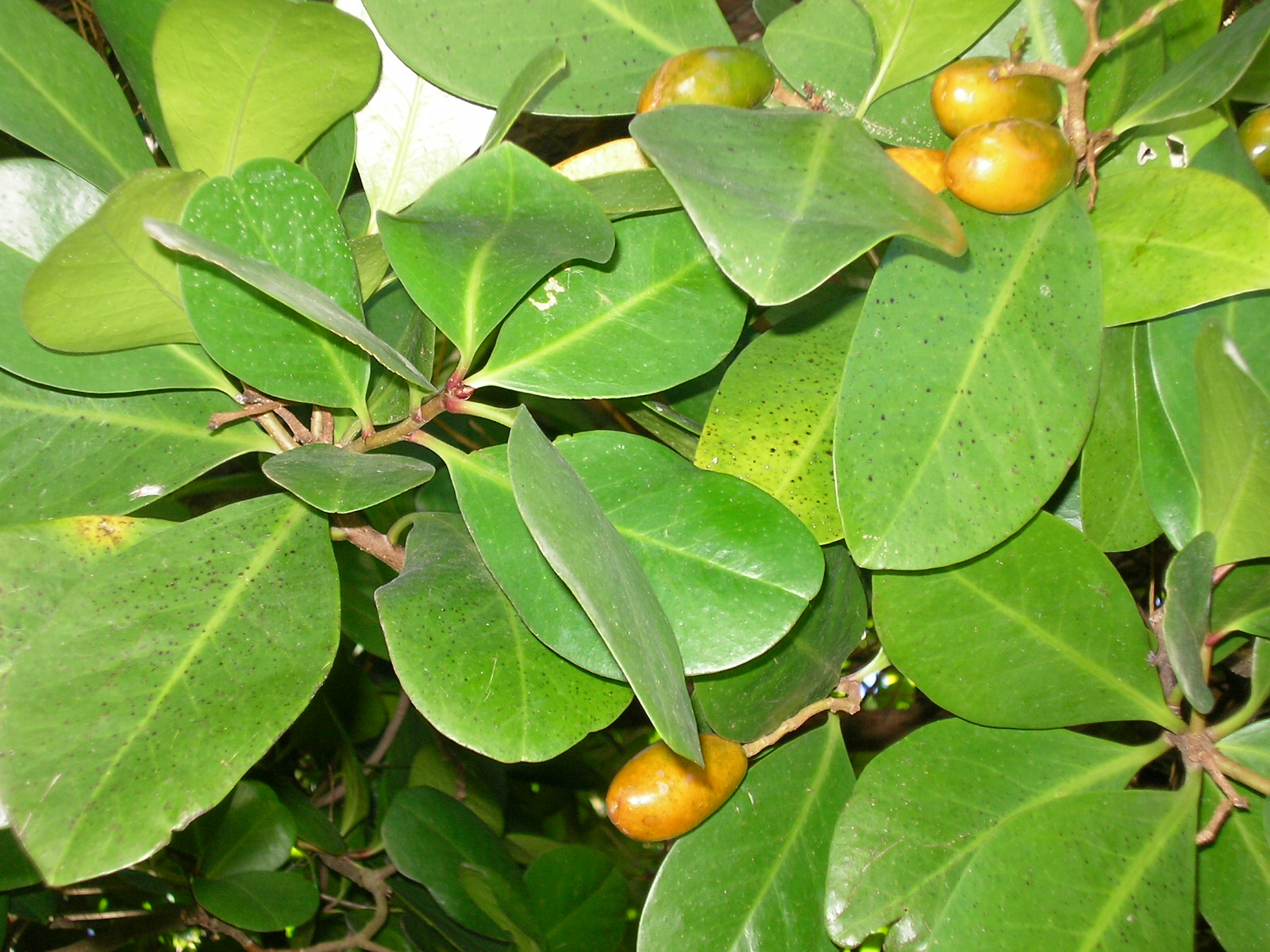 Glennis's Blog page ........................ Welcome.: White's bay.