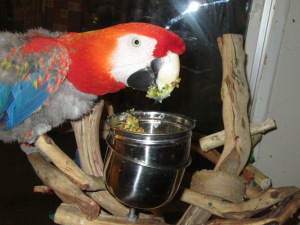 Complete Understanding of Bird Chop [DIY] — Prego Dalliance Sanctuary