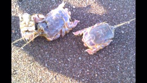 Punta Chiquirín : Bello Amanecer en Punta Chiquirín