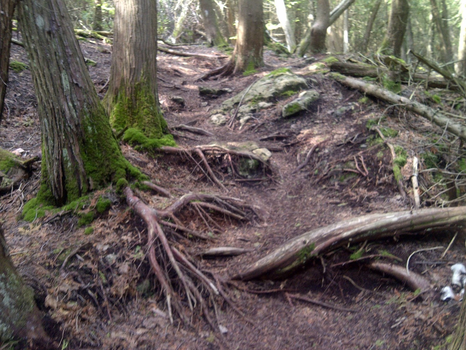When Do I Become Competent Again?: Scenes from Bruce Trail Burnt Point ...
