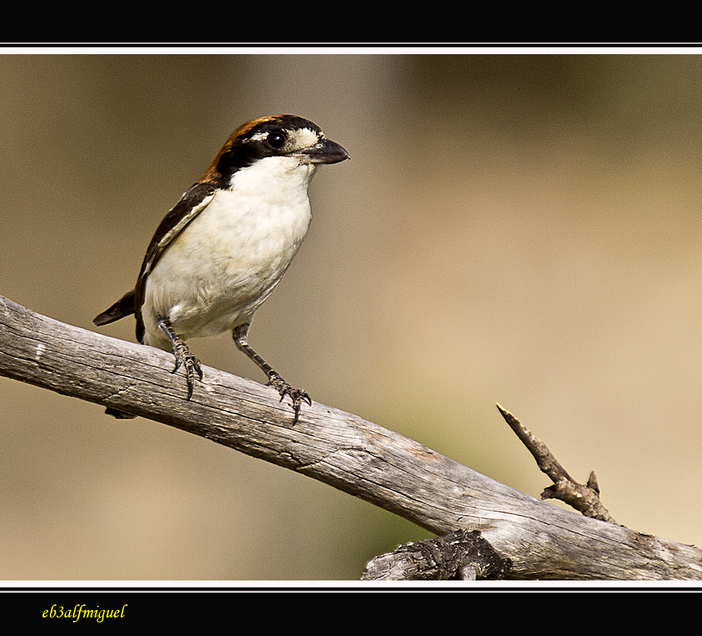Miguel fotografia: Alcaudón Común (Lanius senator)