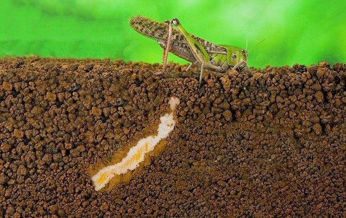 How a locust lays eggs (7 pics) | Amazing Creatures