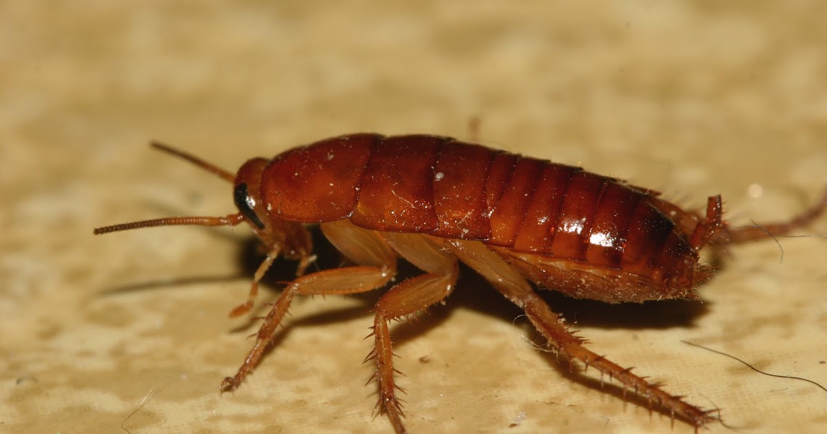 Sognare Blatte Significato e Interpretazione