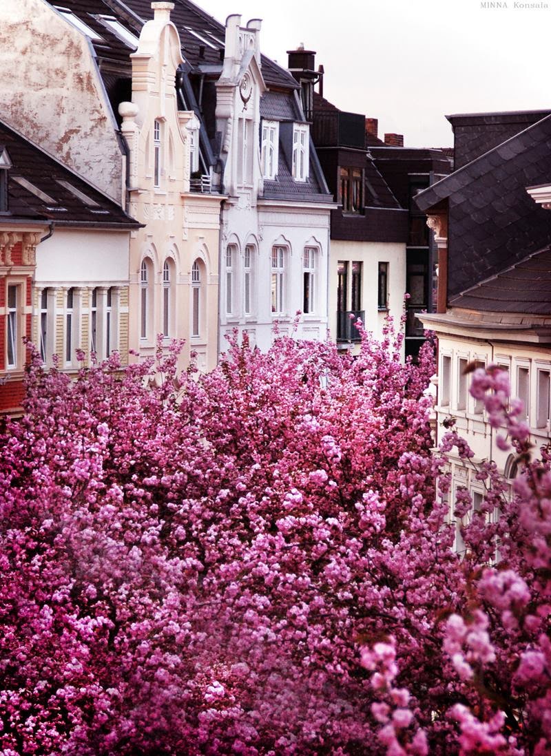 Tunnel of Cherry Trees in Bonn, Germany