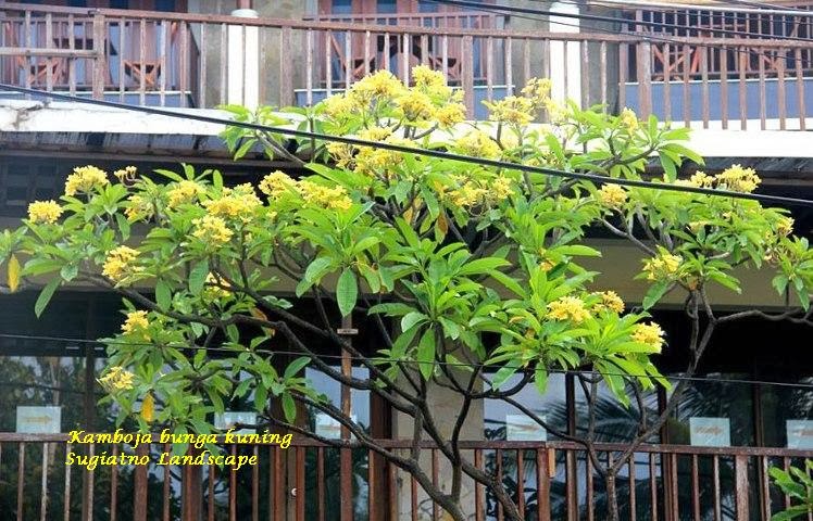 Pohon kamboja fosil | kamboja forsil | kamboja bunga merah merona,fanta ...