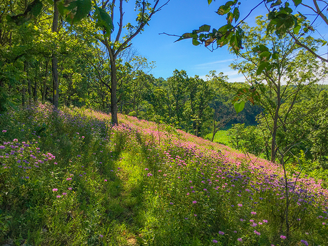 Hiking The Ice Age Trail Springfield Hill Segment