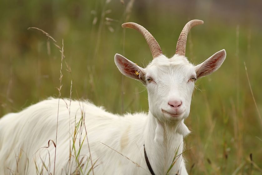Goat Biography and Details of all Goats Goat Biography and Details of all Goats