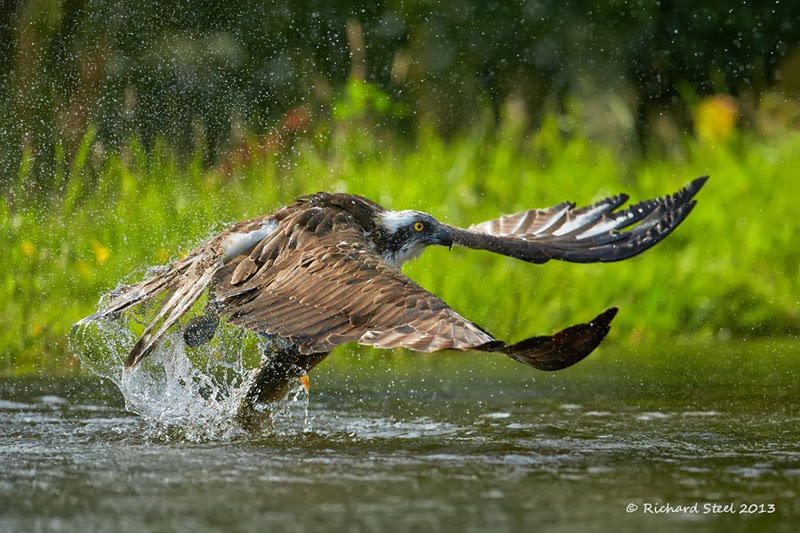 Wildlife Photographic Journals: Rothiemurchus Ospreys - Day 2 and a Bit
