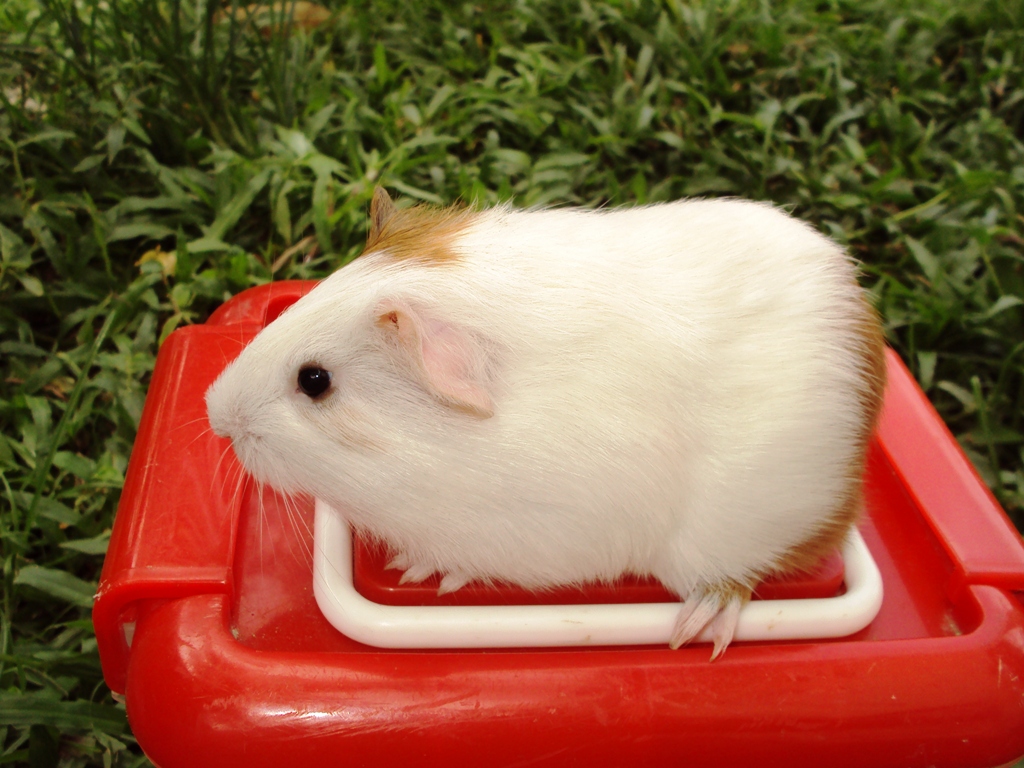 TobyFarm Pet Farm Tips and Care: 3 Weeks Old Baby Guinea Pig