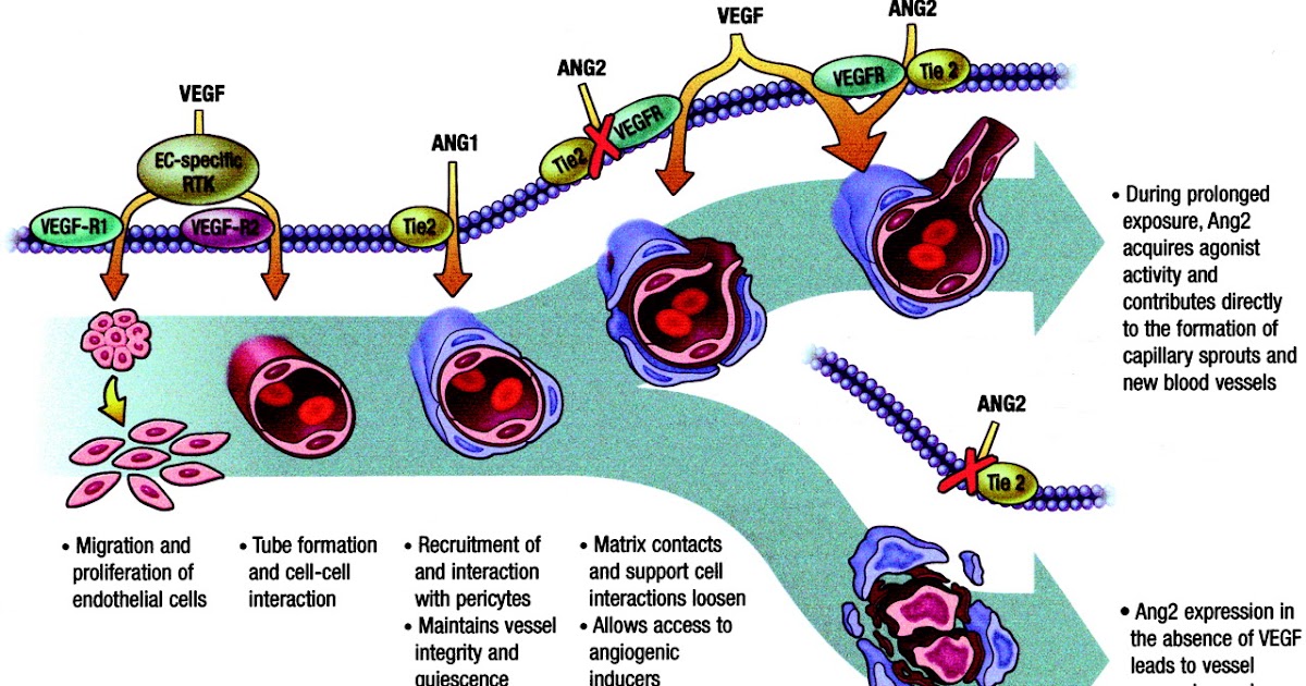 Memorandum: regulation of angiogenesis