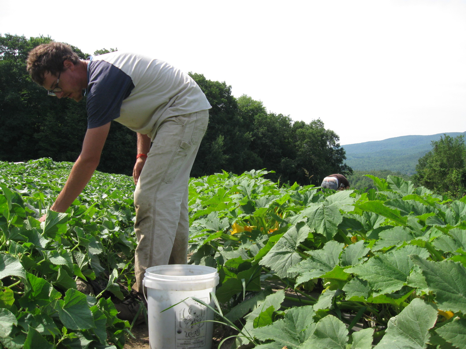 Mighty Food Farm: It's Cucumber Season!