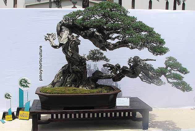 Bonsai Haven: BONSAI STYLE: WINDSWEPT