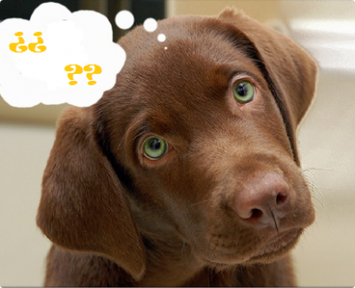 Manía de Perro: Como piensan los perros