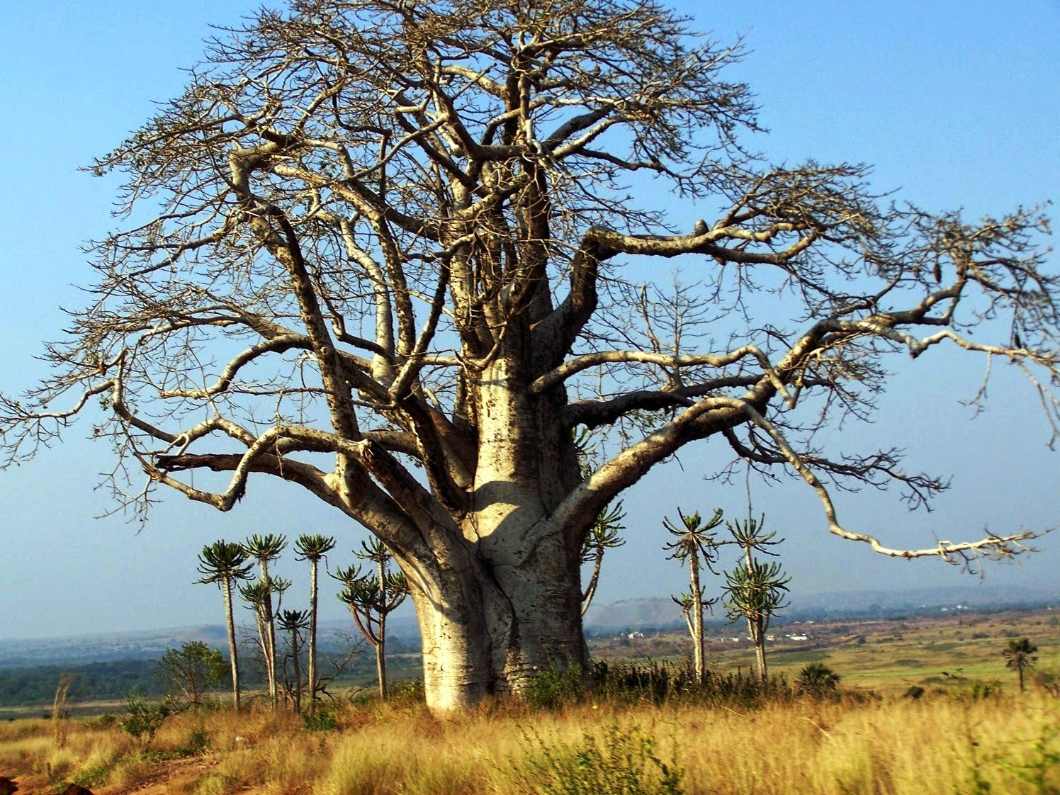O Meu Jardim: Embondeiro