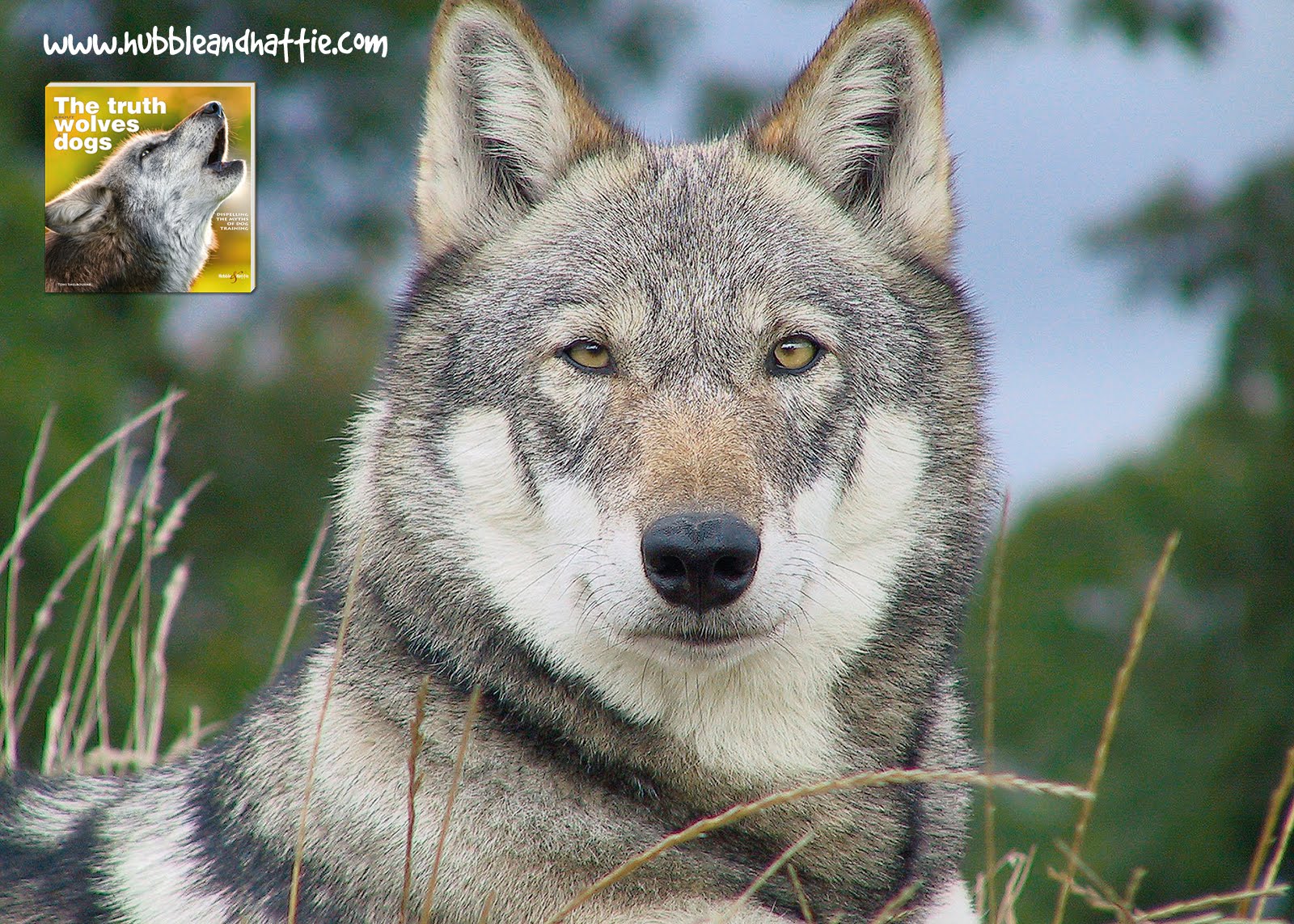 Hubble & Hattie: In stock! The truth about wolves and dogs - Dispelling ...