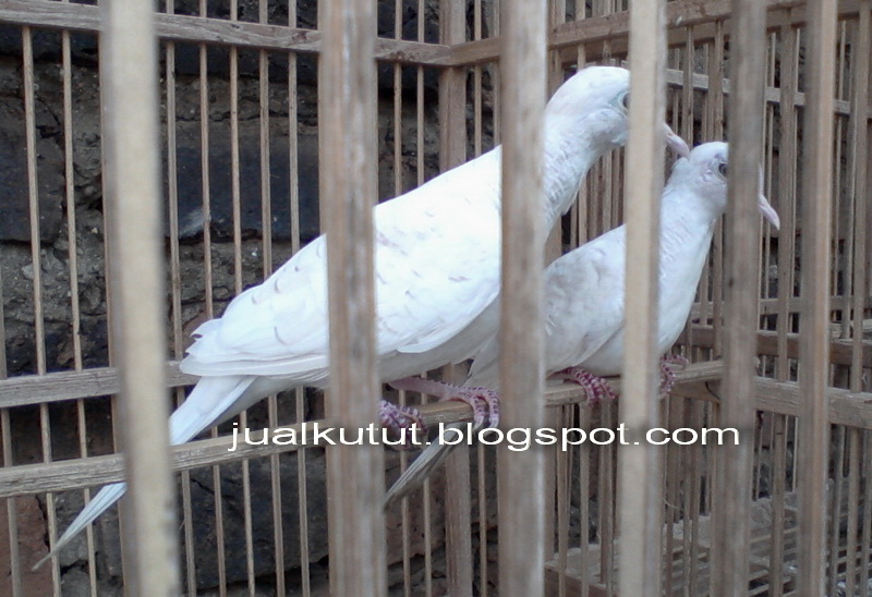 JUAL KUTUT: Jual Burung Perkutut Putih Lokal Harga Terjangkau