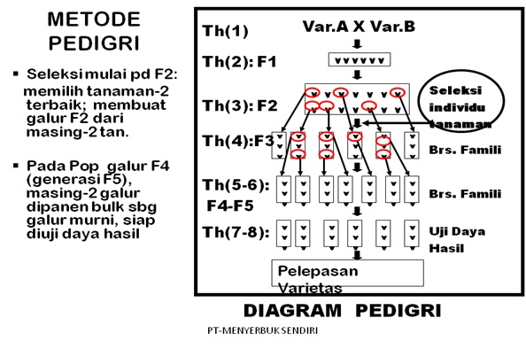 METODE SELEKSI PADA TANAMAN MENYERBUK SENDIRI DALAM PEMULIAAN TANAMAN