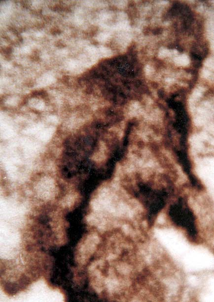 National Paranormal Association: DNA claims Bigfoot part human National Paranormal Association: DNA claims Bigfoot part human