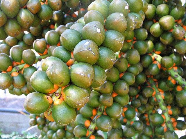 NeoKaxtrizmo & Chaos: Cuba: Palmiche para inflamacion de la prostata