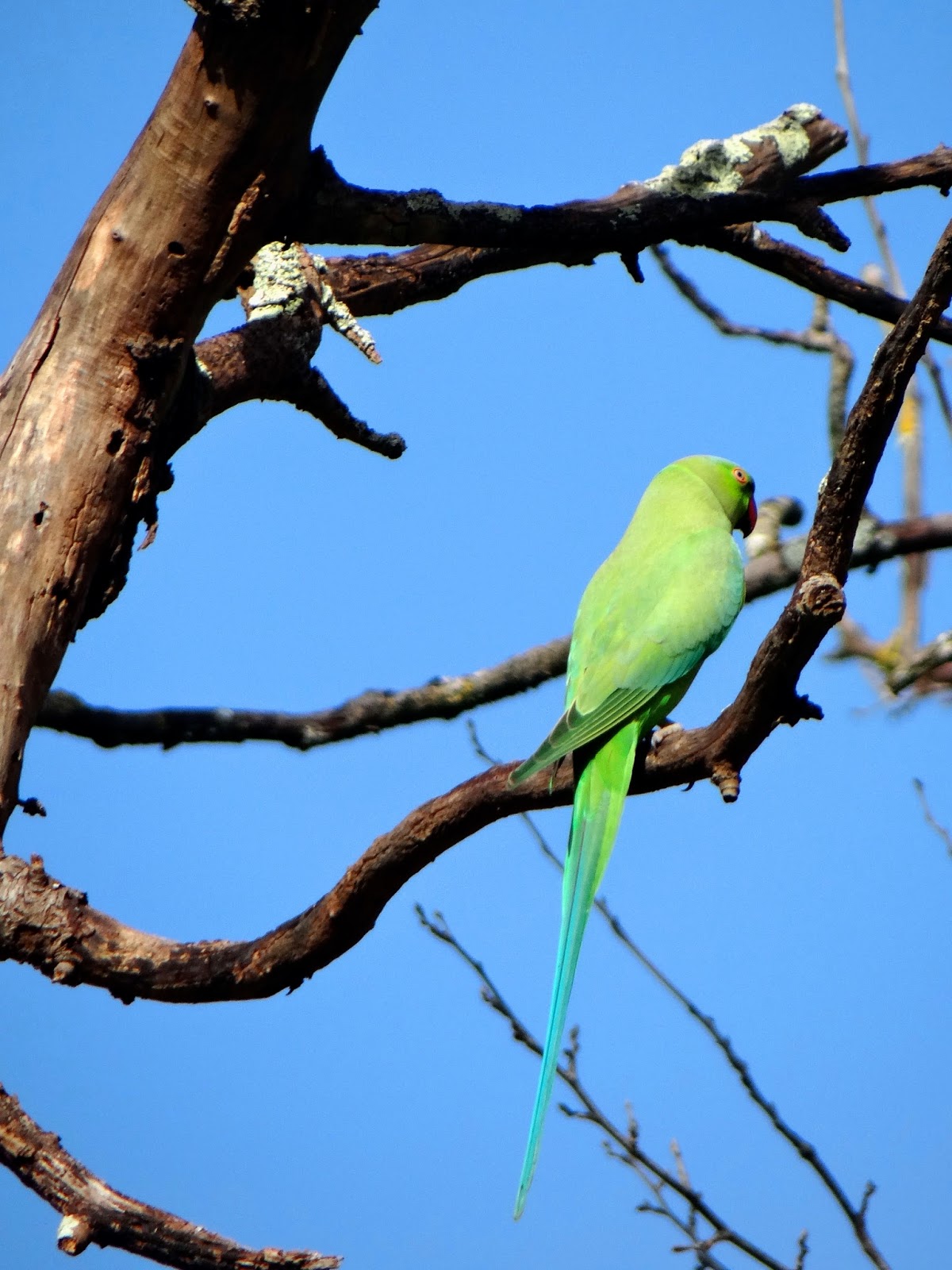 Blog de cheiros: Eu não vivo num país tropical, mas... Blog de cheiros: Eu não vivo num país tropical, mas...