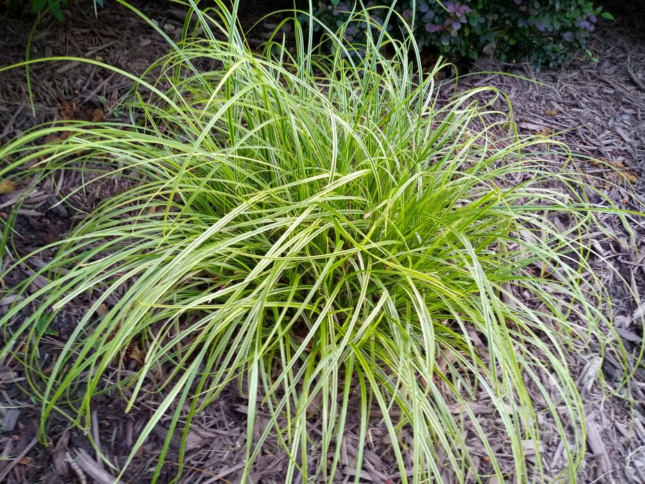 Future Plants by Randy Stewart: Carex - Ornamental Sedge