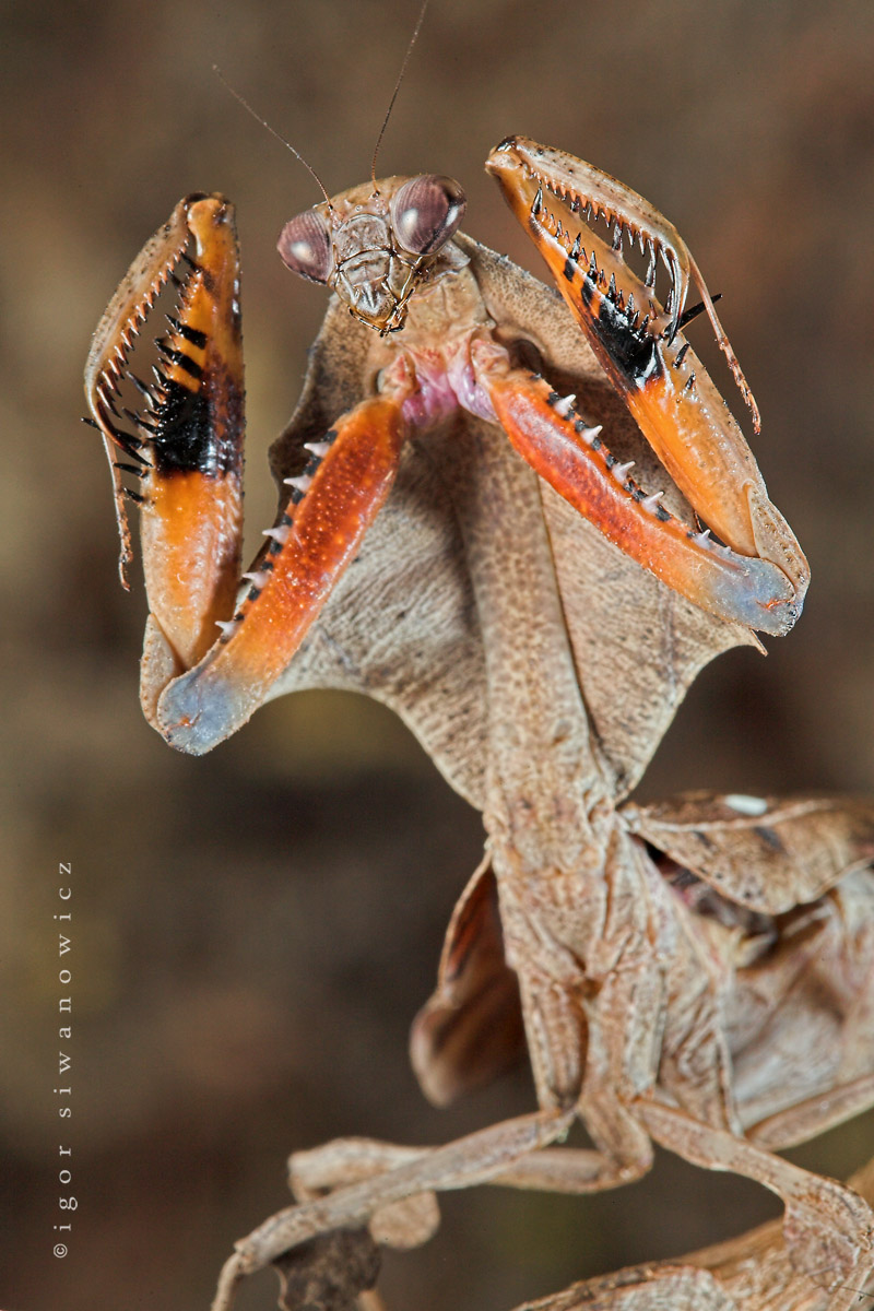 Alam Mengembang Jadi Guru: Mantis Romantis atau Mantis Alien