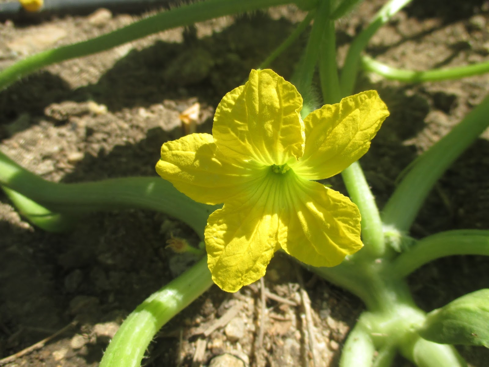 2016 | En torno al huerto.