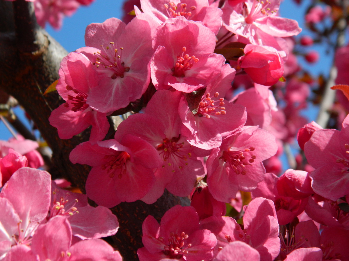 LA MULTI ANI, ROMANIA!: Pomi infloriti cu flori roz