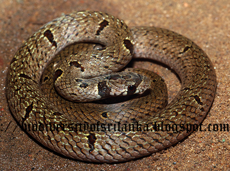 Biodiversity of Sri Lanka: Streaked Kukri Snake/Dumerill's Kukri Snake ...