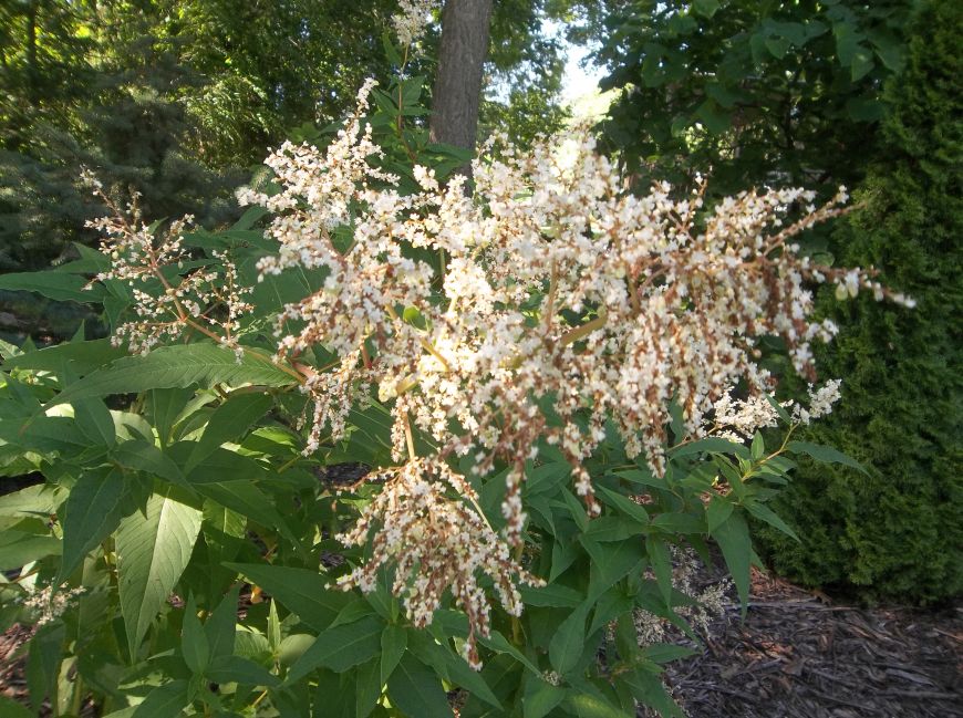 Future Plants by Randy Stewart: Fleece Flower & Knotweed