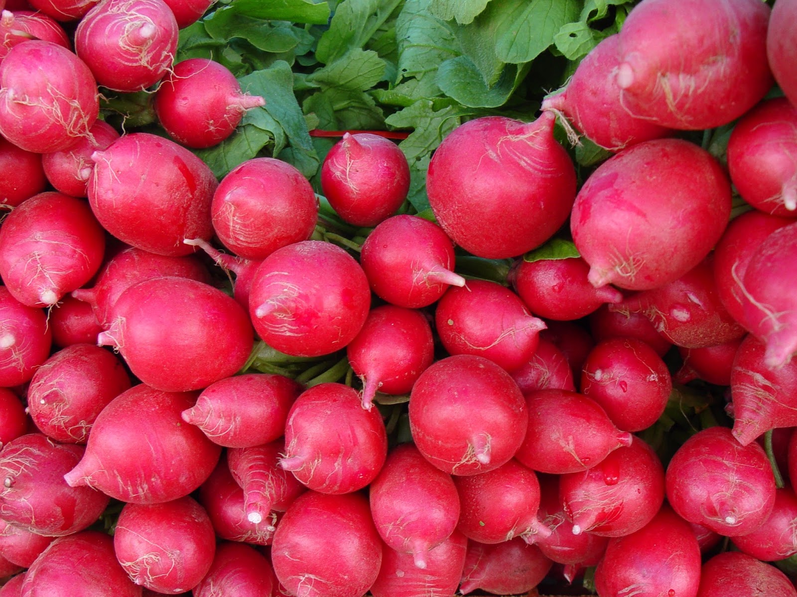 Rabanete está entre as ofertas da semana, confira seus benefícios