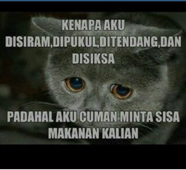 49+ Info Terbaru Gambar Meme Kucing Sedih