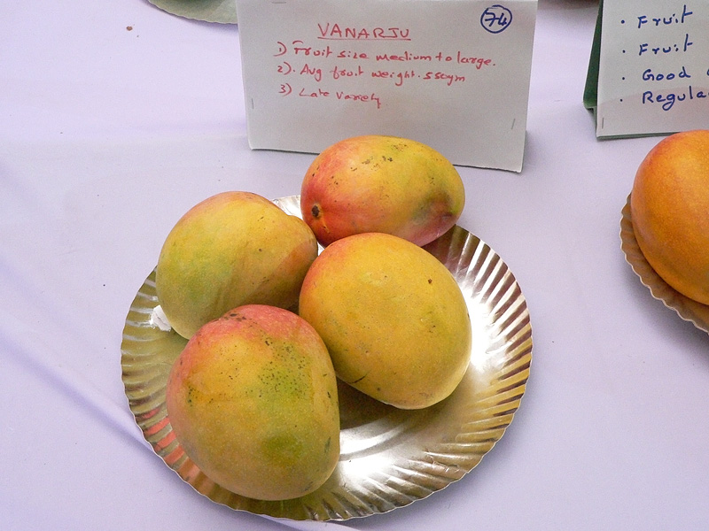 World Latest Routine News: India 's Hyderabad Mango Festival / Competition