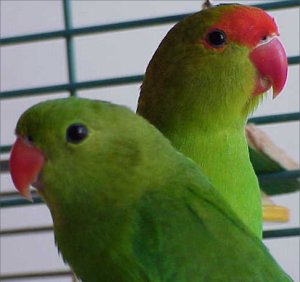 All About Love Birds