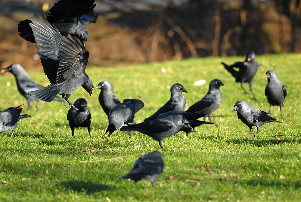 Corvus monedula: Neues aus der Dohlenkolonie