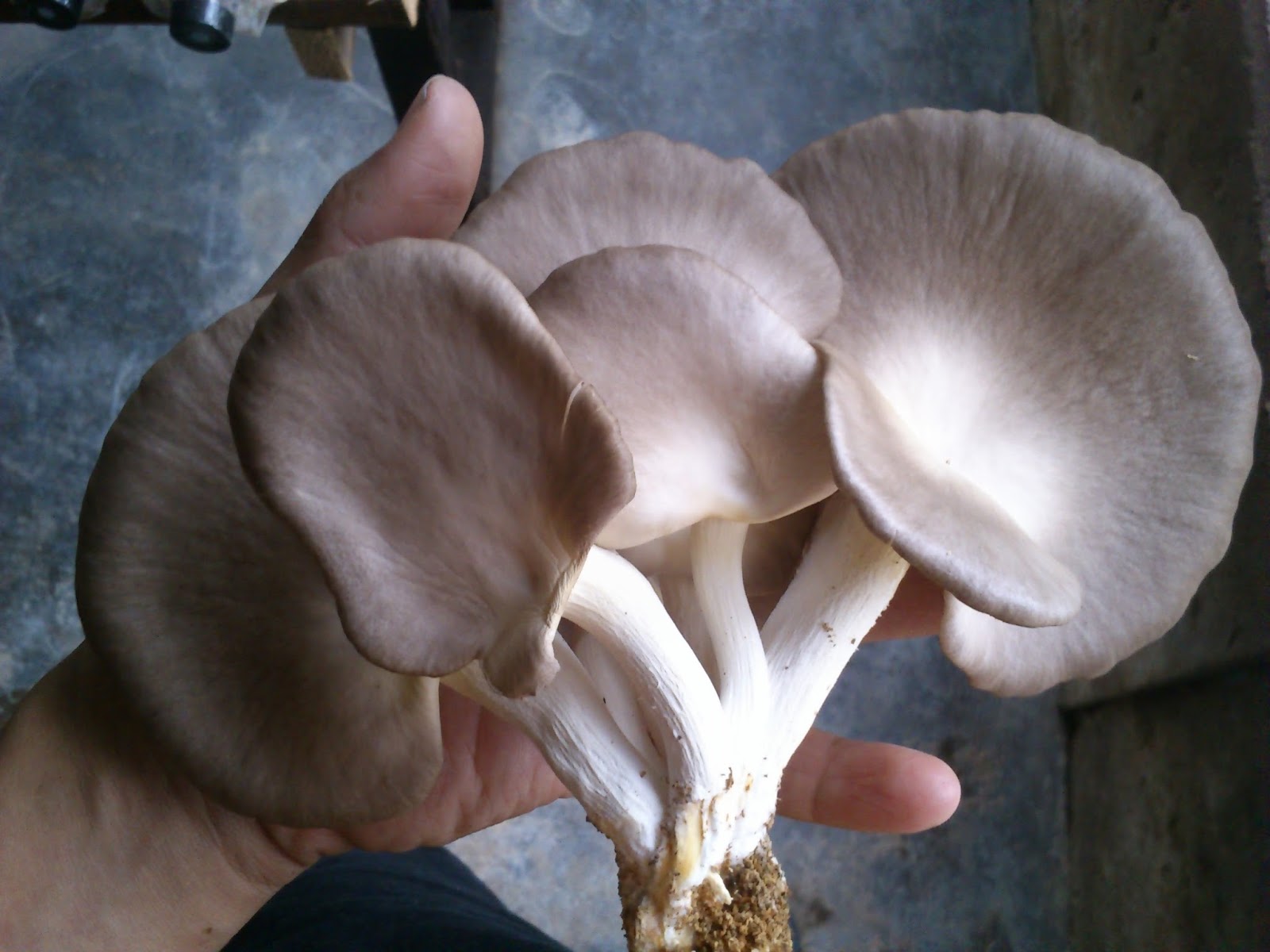 BecHoi's: Cendawan segar Bechois