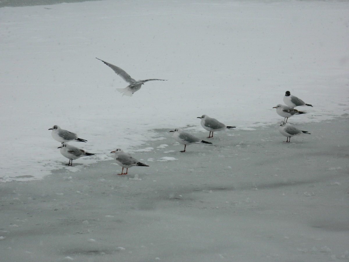 LA MULTI ANI, ROMANIA!: Pasari la raul inghetat