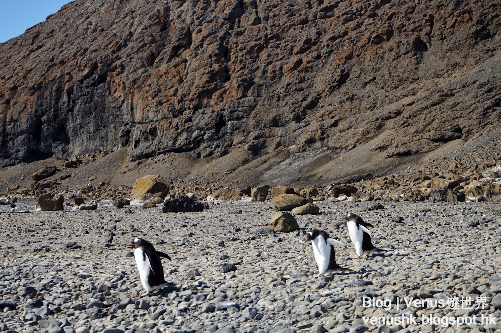 Venus遊世界: Day 11 南極第二站上篇──布朗海崖Brown Bluff
