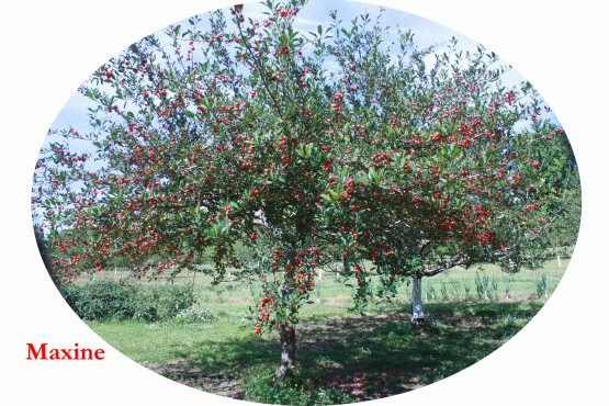 Sacramento Vegetable Gardening: YeeHaw for the MayHaw!!!