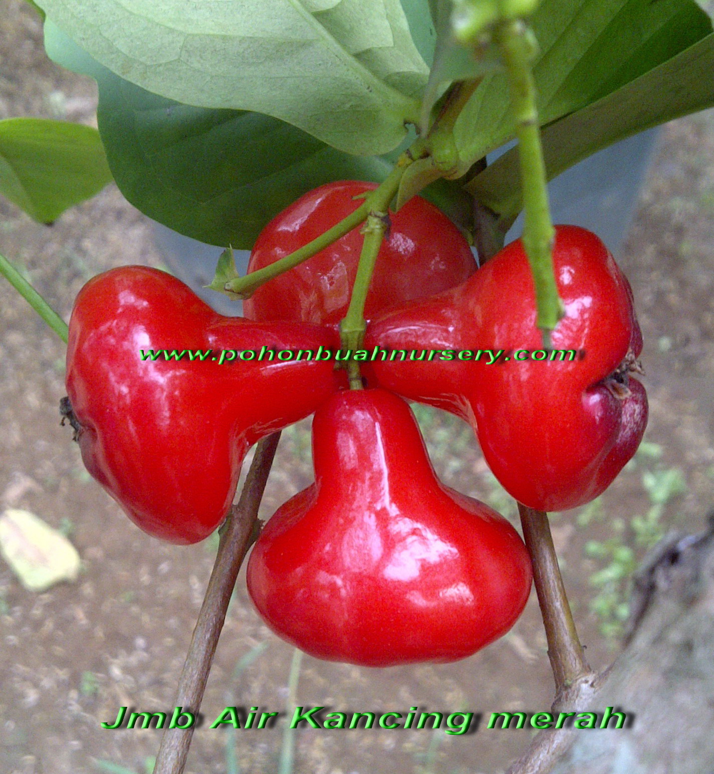 PBN: Jmb Air Kancing Merah