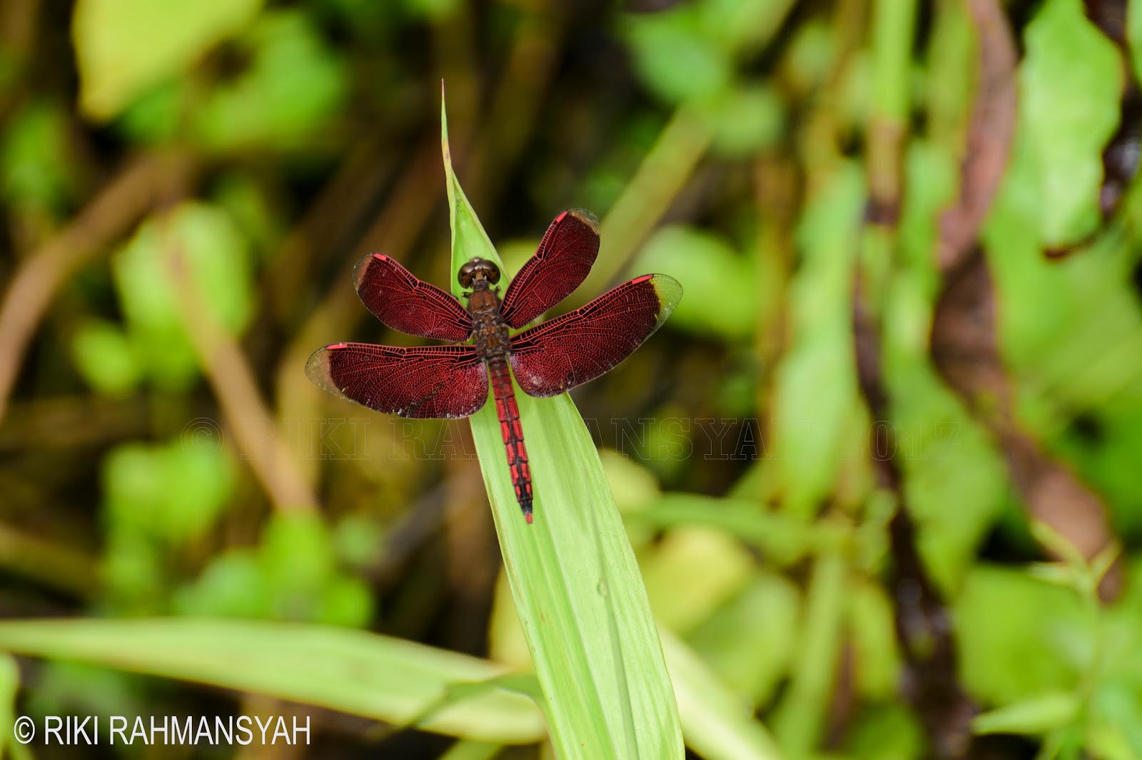 Capung-capung Pulau Enggano