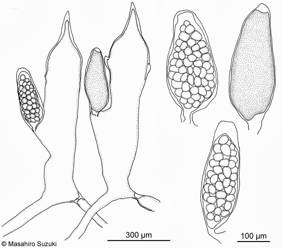 Harbor Watch: Codium: Biology of a Marine Invasive